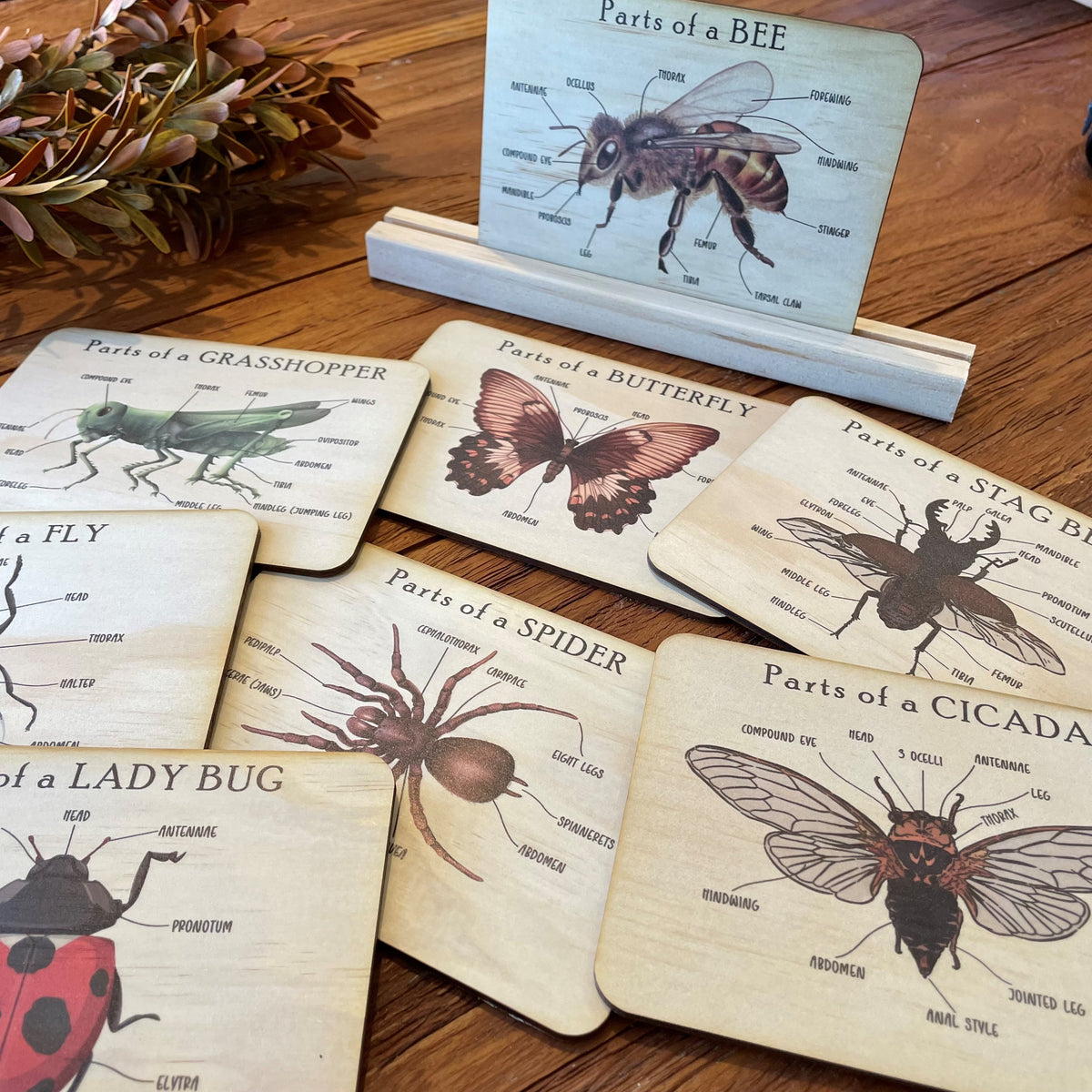 Bug Anatomy Cards | Wooden Educational Toys | Inquisitive by Nature