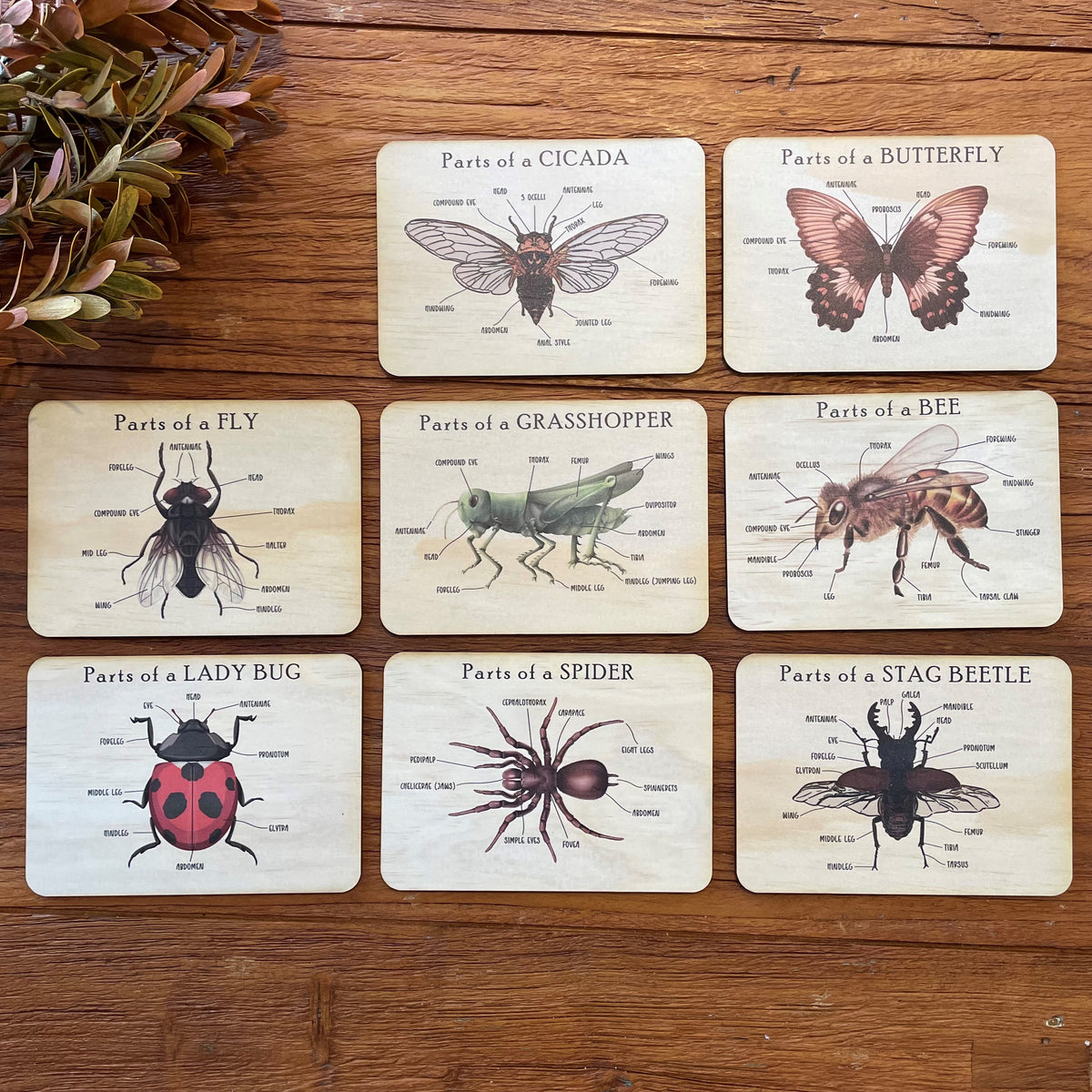 Bug Anatomy Cards | Wooden Educational Toys | Inquisitive by Nature